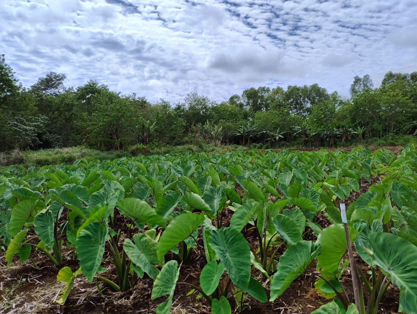The ANU team drought-proofing staple crops to improve Pacific food ...
